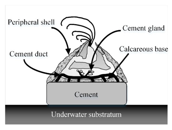 Mechanical Analysis of a Scraping Method to Remove Attached Barnacles