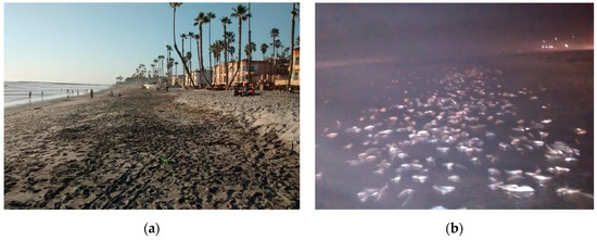 Effects of Repeated Sand Replenishment Projects on Runs of a Beach ...