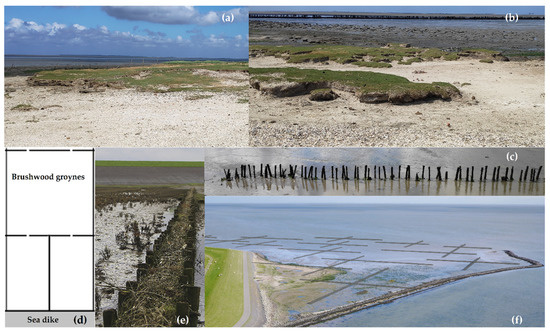 Artificial Structures Steer Morphological Development of Salt Marshes ...