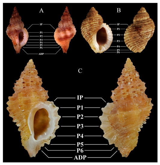 The More You Search, the More You Find: A New Mediterranean Endemism of the Genus Ocenebra Gray ...