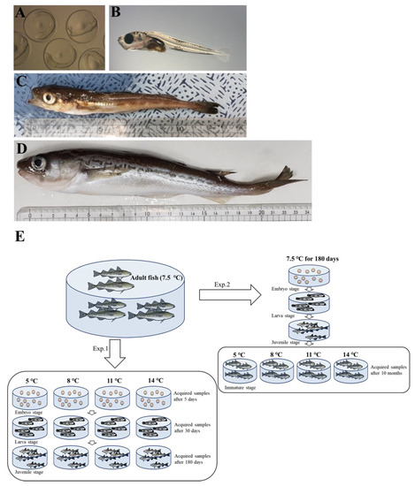 The Potential Sex Determination Genes, Sox9a and Cyp19a, in Walleye ...