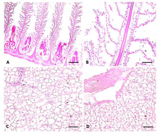 Bioaccumulation of Metals/Metalloids and Histological and ...