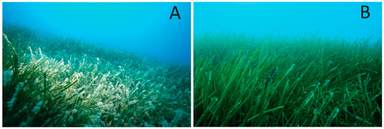 JMSE | Special Issue : Benthic Biodiversity in the Northeastern ...