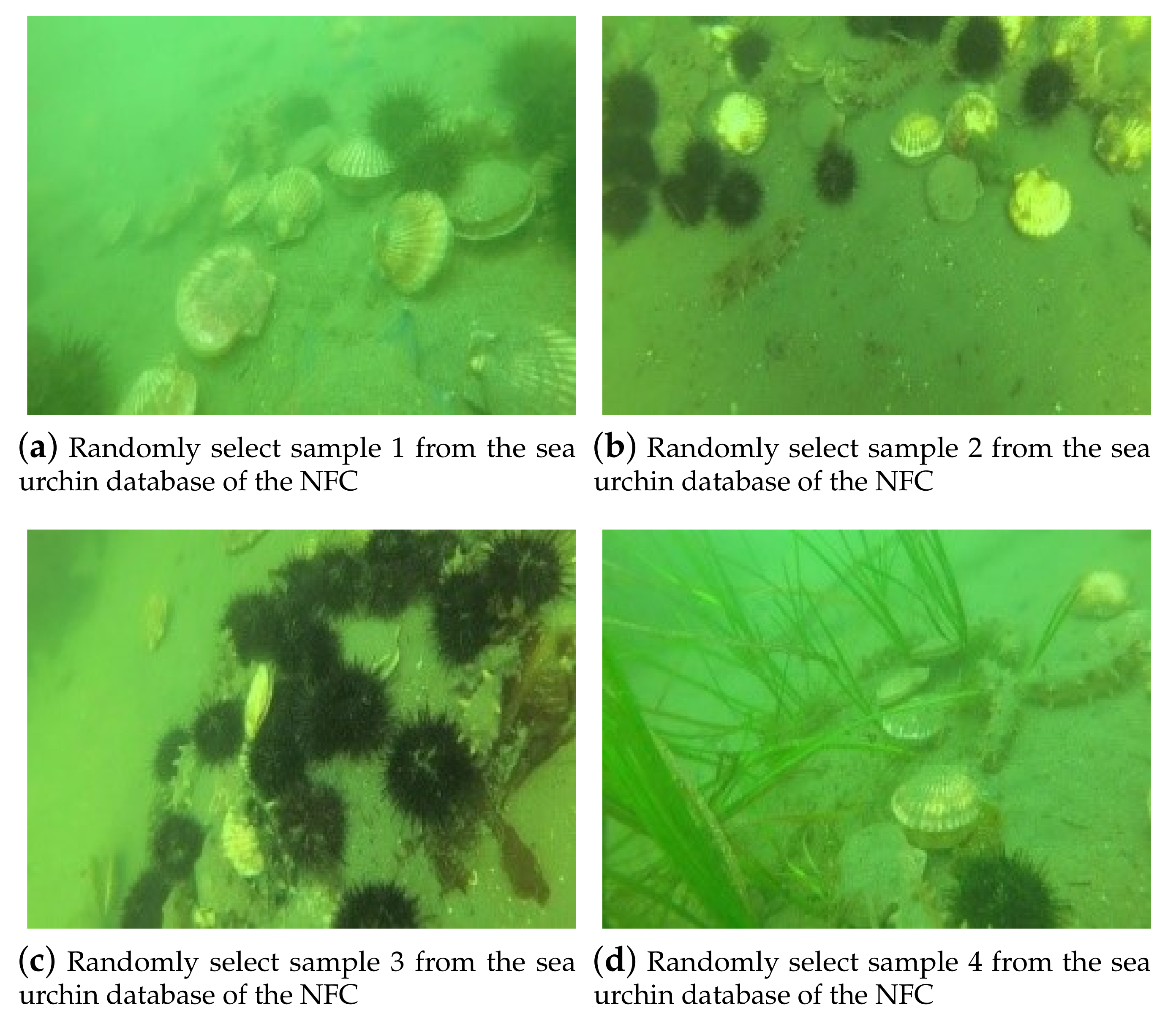 JMSE | Free Full-Text | An Underwater Image Enhancement Algorithm Based on MSR Parameter ...
