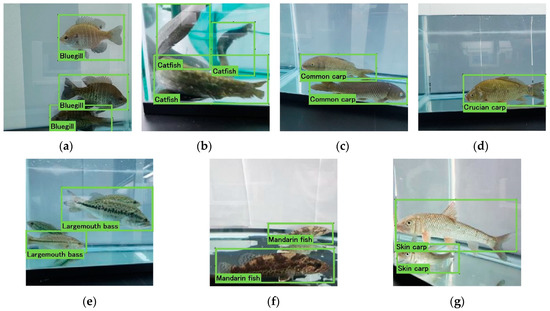 A Study on Enhancement of Fish Recognition Using Cumulative Mean of ...