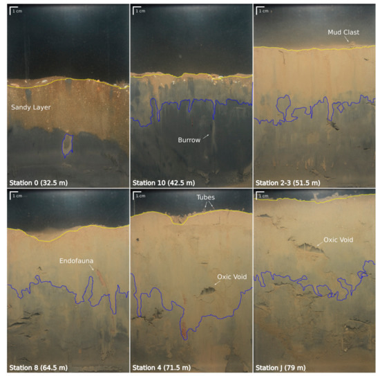 Spatial Distributions of Surface Sedimentary Organics and Sediment ...