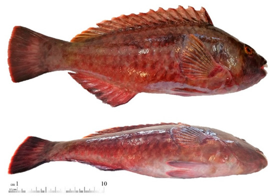 Northward Spread of the Parrotfish Sparisoma cretense (Teleostei ...