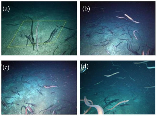 A Very Large Spawning Aggregation of a Deep-Sea Eel: Magnitude and Status
