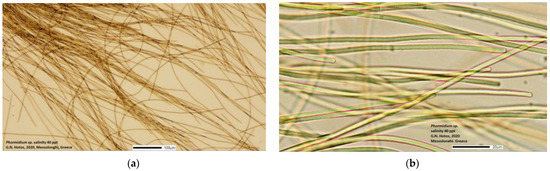 Culture Growth of the Cyanobacterium Phormidium sp. in Various Salinity ...