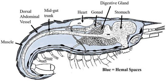 Microscopic Anatomy of the Lining of Hemal Spaces in the Penaeid Shrimp ...