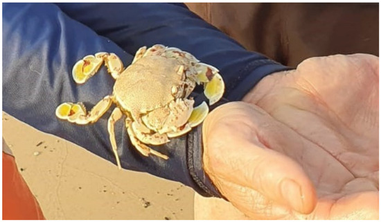 Does Sand Beach Nourishment Enhance the Dispersion of Non-Indigenous ...