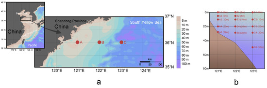 Phylogenetic and Phenogenetic Diversity of Synechococcus along a Yellow ...