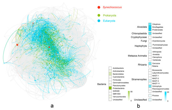 Phylogenetic and Phenogenetic Diversity of Synechococcus along a Yellow ...