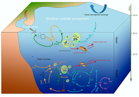 Phylogenetic and Phenogenetic Diversity of Synechococcus along a Yellow ...