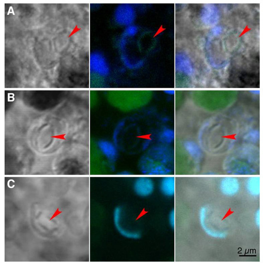 Differentiation of Crystal Cells, Gravity-Sensing Cells in the ...