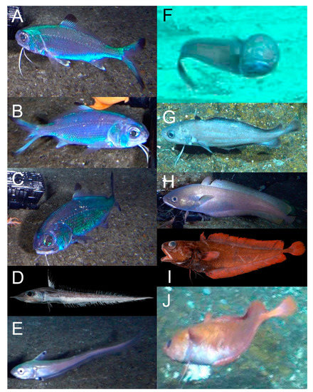 Deep-Sea Fish Fauna on the Seamounts of Southern Japan with Taxonomic ...
