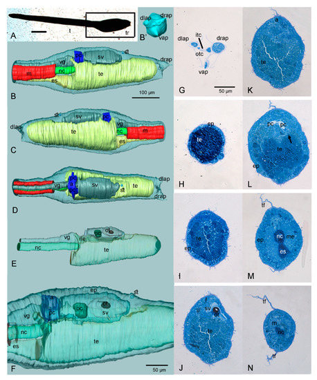 Morphological Study and 3D Reconstruction of the Larva of the Ascidian ...
