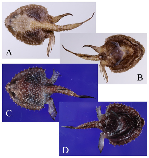 Taxonomy and Distribution of the Deep-Sea Batfish Genus Halieutopsis ...