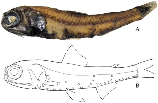 A New Species of Diaphus Associated with Seamounts of the Emperor Chain ...