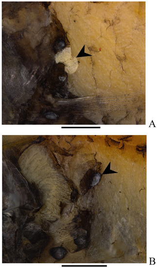 A New Species of Diaphus Associated with Seamounts of the Emperor Chain ...