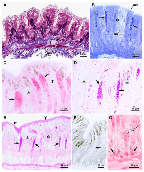 Functional Histology and Ultrastructure of the Digestive Tract in Two ...