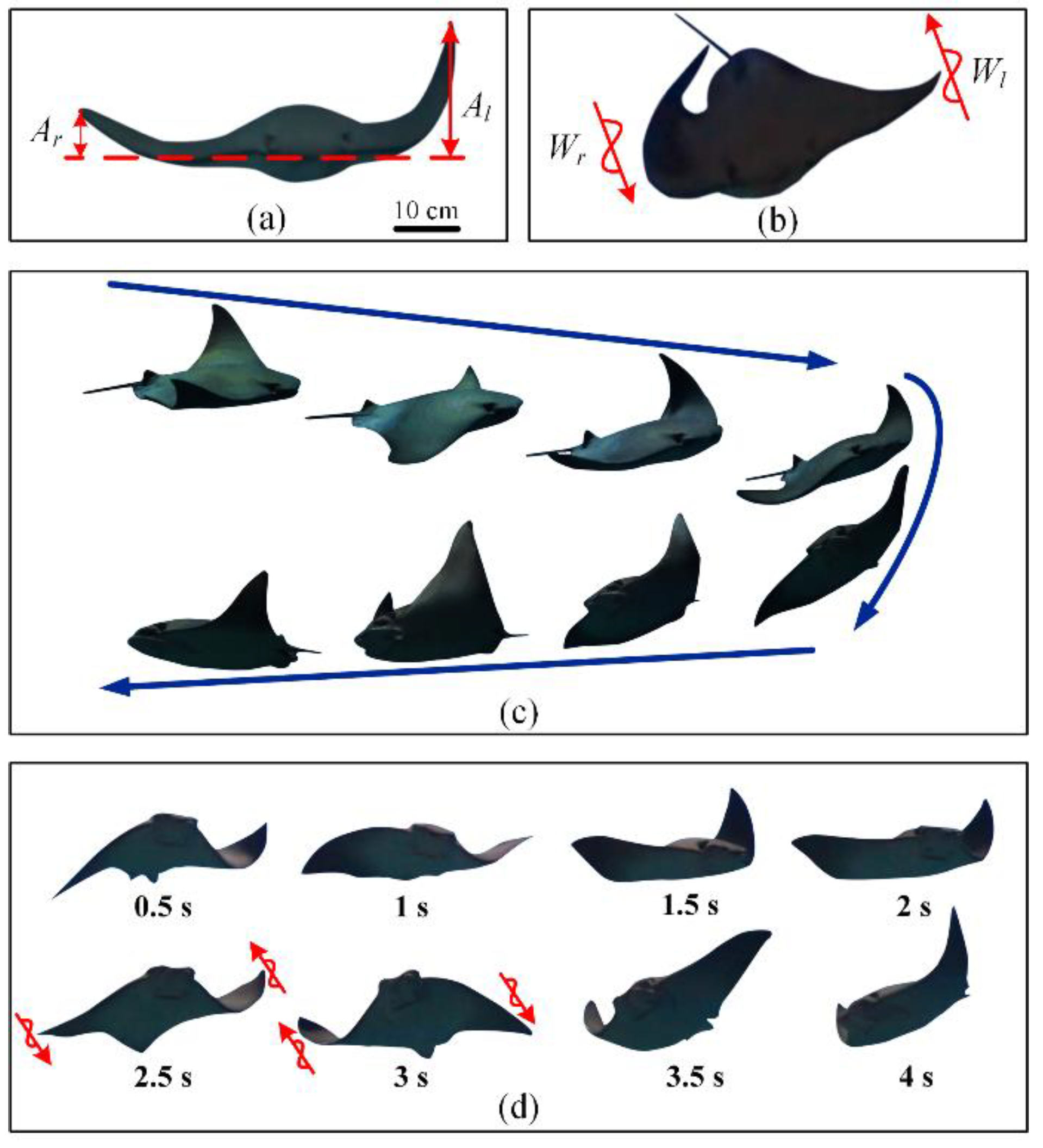 Course Control of a Manta Robot Based on Amplitude and Phase Differences