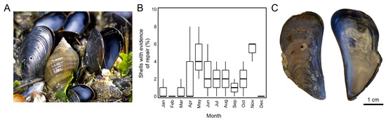 Mussels Repair Shell Damage despite Limitations Imposed by Ocean ...