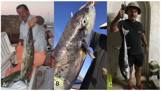 The Dynamics of Maximum Lengths for the Invasive Silver-Cheeked ...