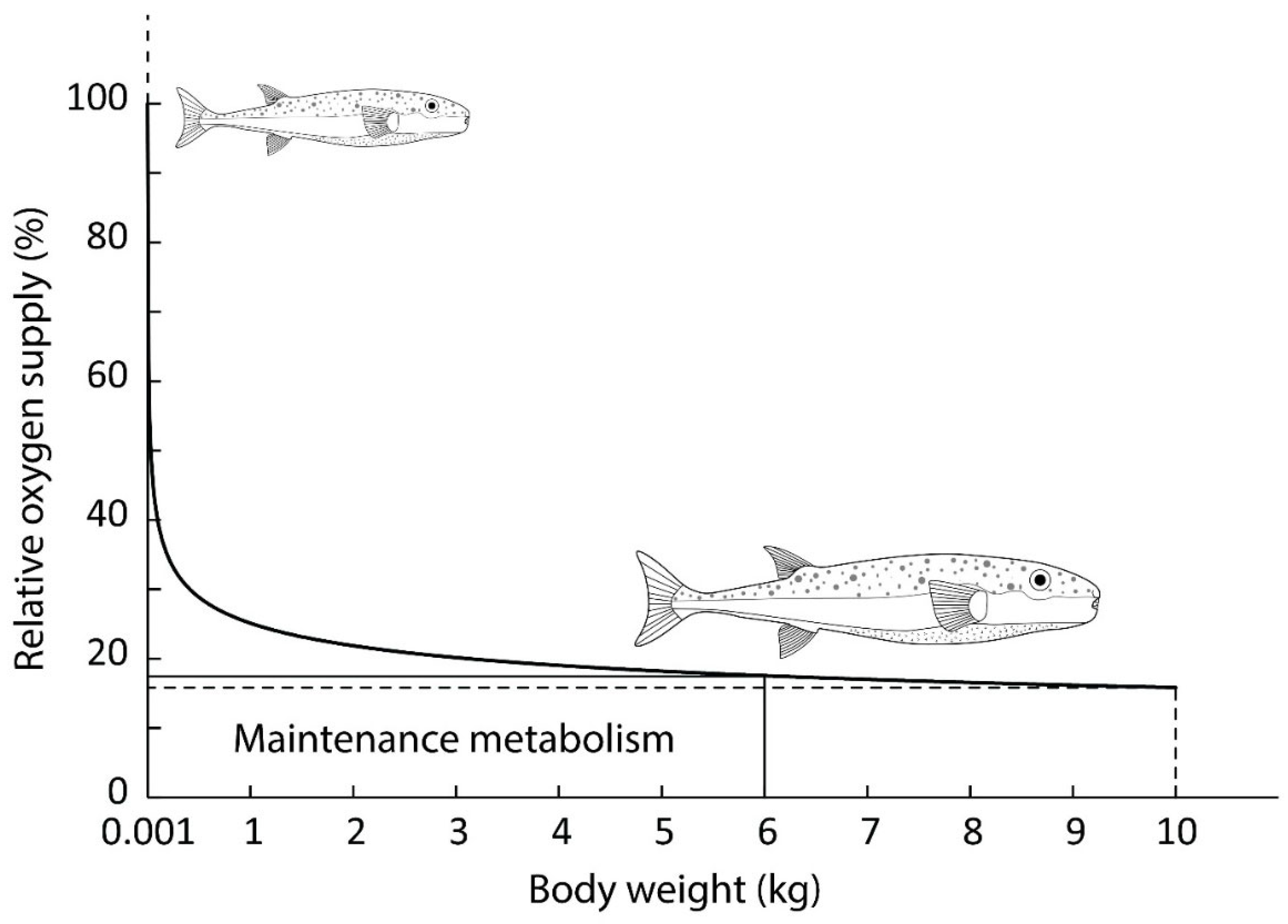 The Dynamics of Maximum Lengths for the Invasive Silver-Cheeked ...