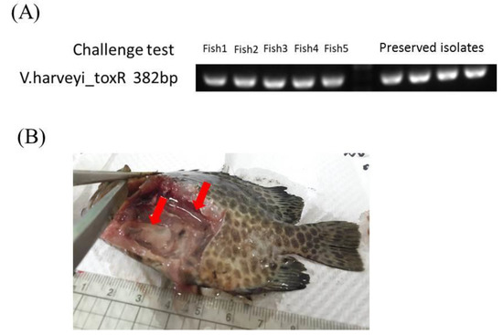 Inactivated Whole Vaccine Inhibits Lethal Vibrio harveyi Infection in ...