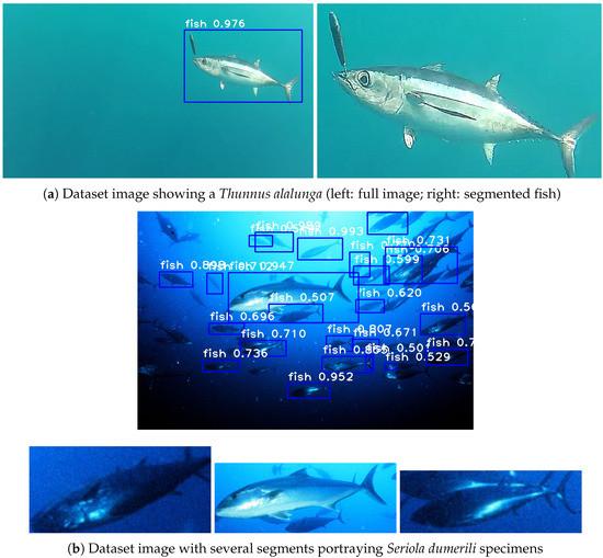 JMSE | Free Full-Text | Classification of Underwater Fish Images and ...