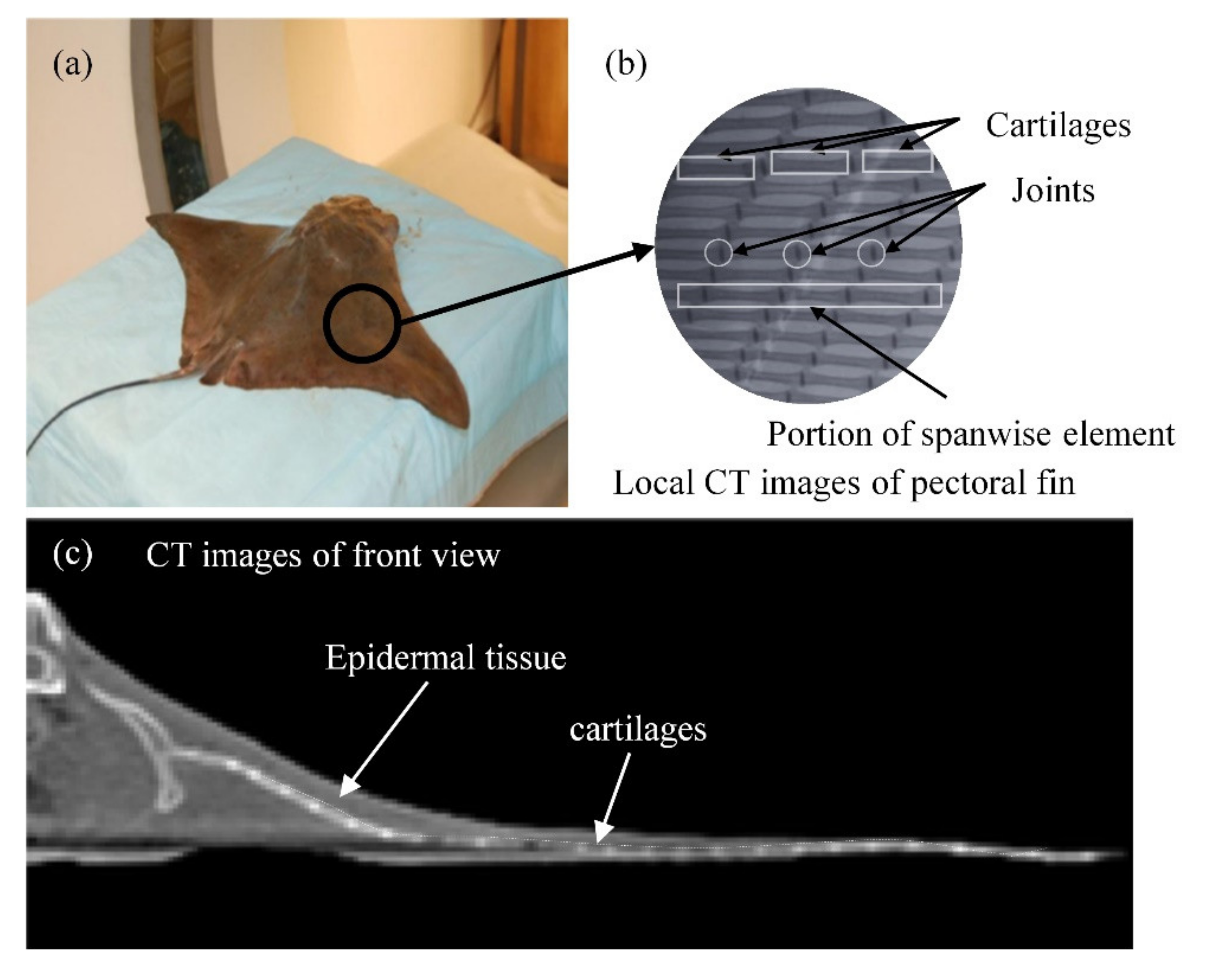 Effects of Bionic Pectoral Fin Rays’ Spanwise Flexibility on Forwarding ...