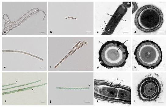 The Identification of Filamentous Cyanobacteria Isolated from ...