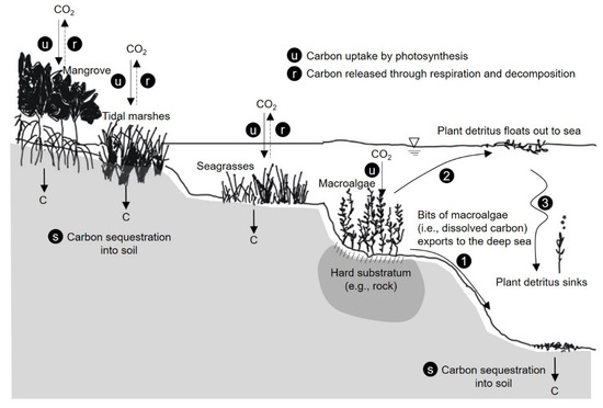 Artificial Seaweed Reefs That Support the Establishment of Submerged ...