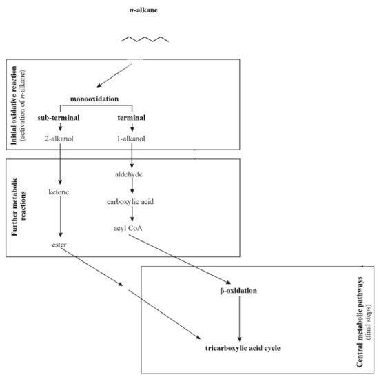 Review of Biological Processes in a Membrane Bioreactor (MBR): Effects ...