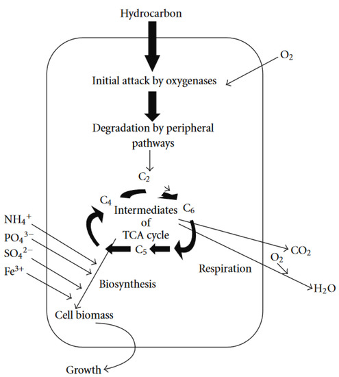 JMSE | Free Full-Text | Review of Biological Processes in a Membrane Bioreactor (MBR): Effects ...