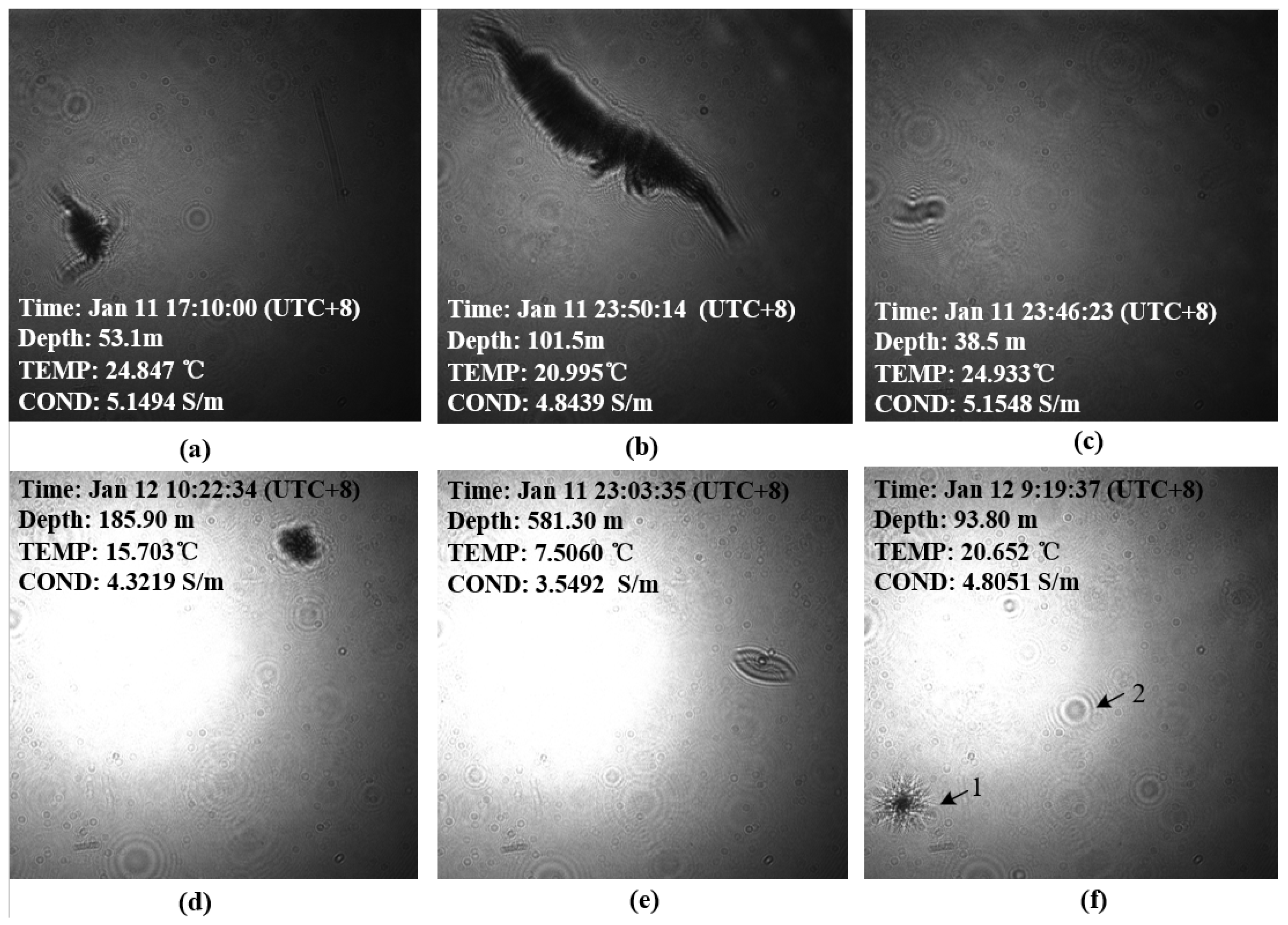 Ocean Plankton Biomass Estimation with a Digital Holographic Underwater ...