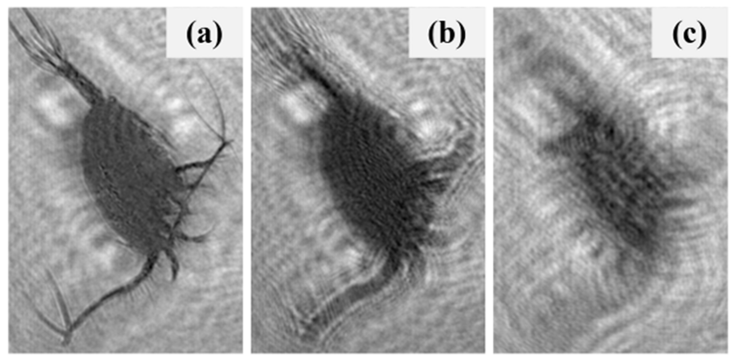 Ocean Plankton Biomass Estimation with a Digital Holographic Underwater ...