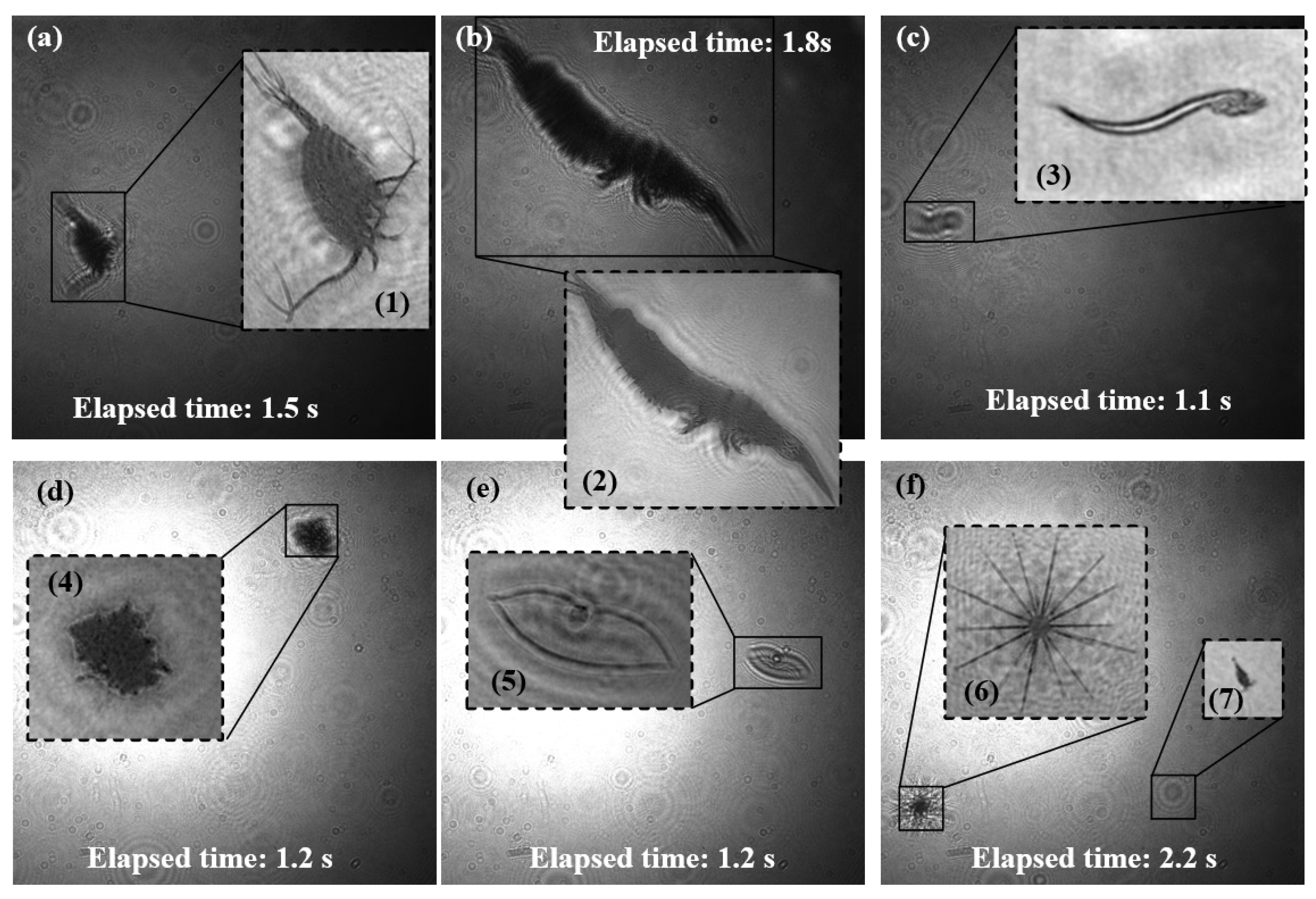 Ocean Plankton Biomass Estimation with a Digital Holographic Underwater ...