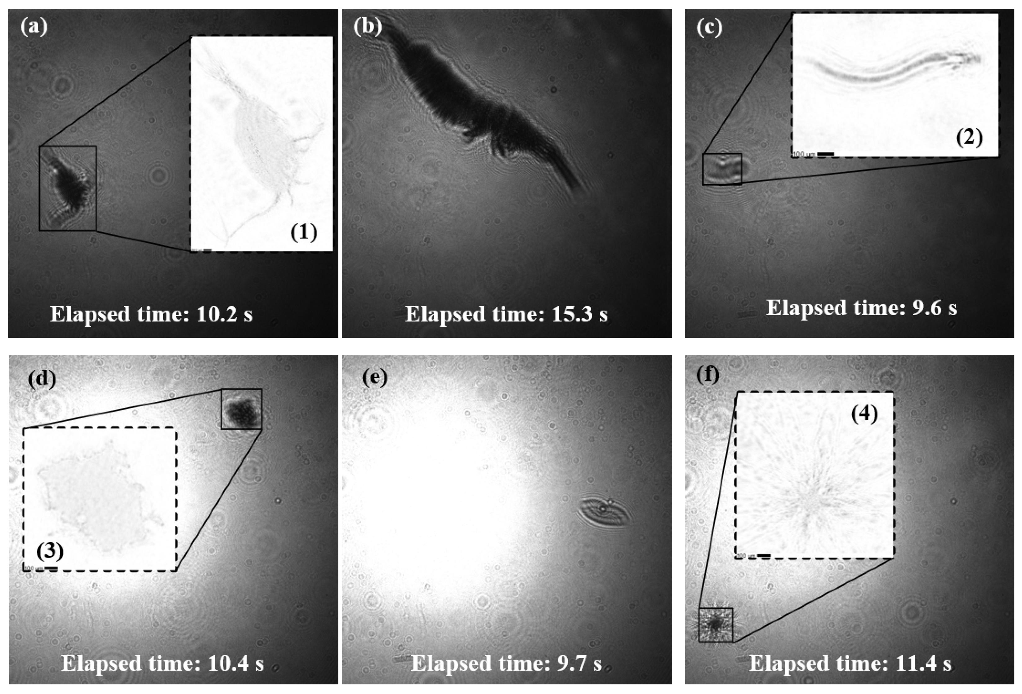 JMSE | Free Full-Text | Ocean Plankton Biomass Estimation with a Digital Holographic Underwater ...