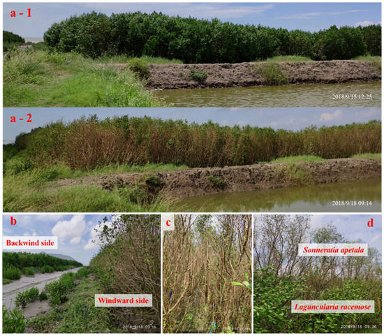 Coastal Protection by Planted Mangrove Forest during Typhoon Mangkhut