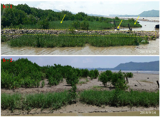 Coastal Protection by Planted Mangrove Forest during Typhoon Mangkhut