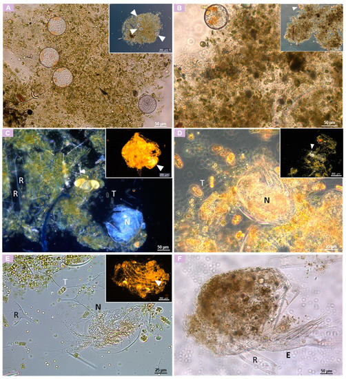 On the Predation of Doliolids (Tunicata, Thaliacea) on calanoid Copepods