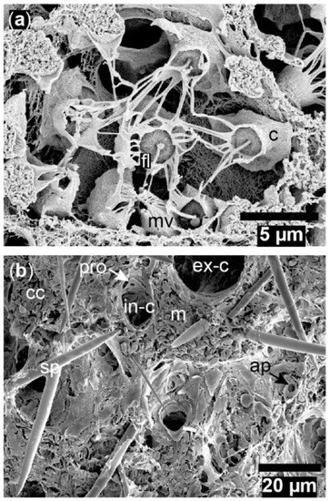 A Review on Genus Halichondria (Demospongiae, Porifera)