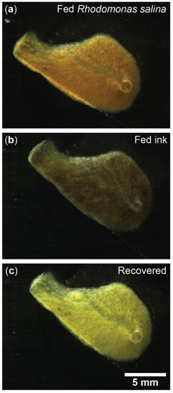 A Review on Genus Halichondria (Demospongiae, Porifera)