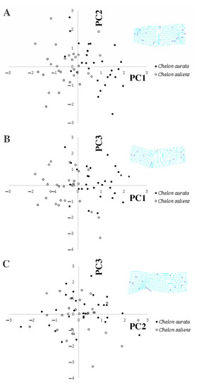 JMSE | Free Full-Text | Morphometric Analyses of Phenotypic Plasticity ...