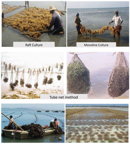 Traditional Seaweed Farming Methods | Encyclopedia MDPI