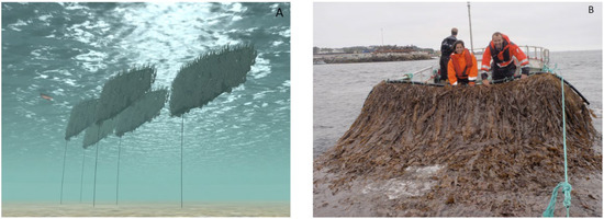 Review of the Status and Developments in Seaweed Farming Infrastructure