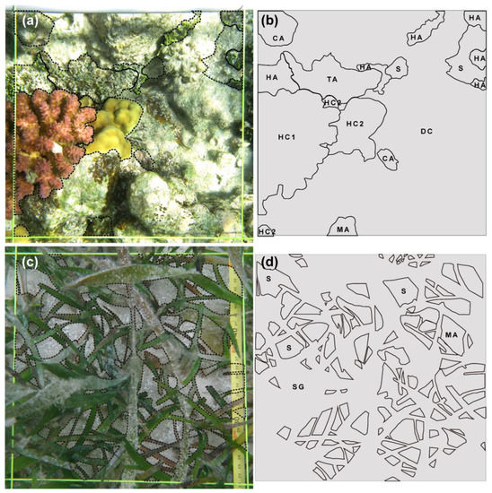 Estimation of the Benthic Habitat Zonation by Photo-Quadrat Image ...