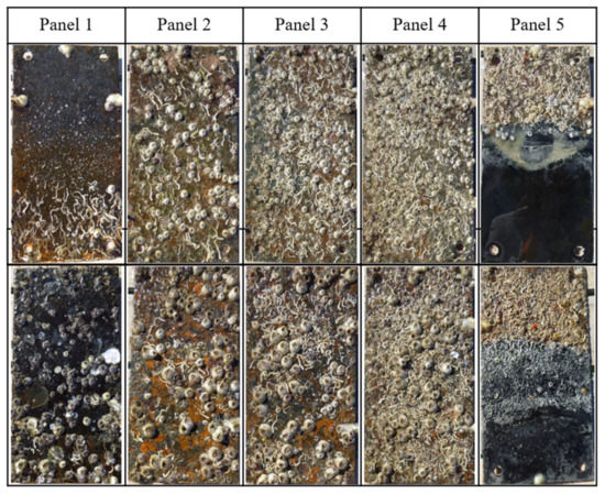 The Effects of Biofouling and Corrosion Products on Impressed Current ...